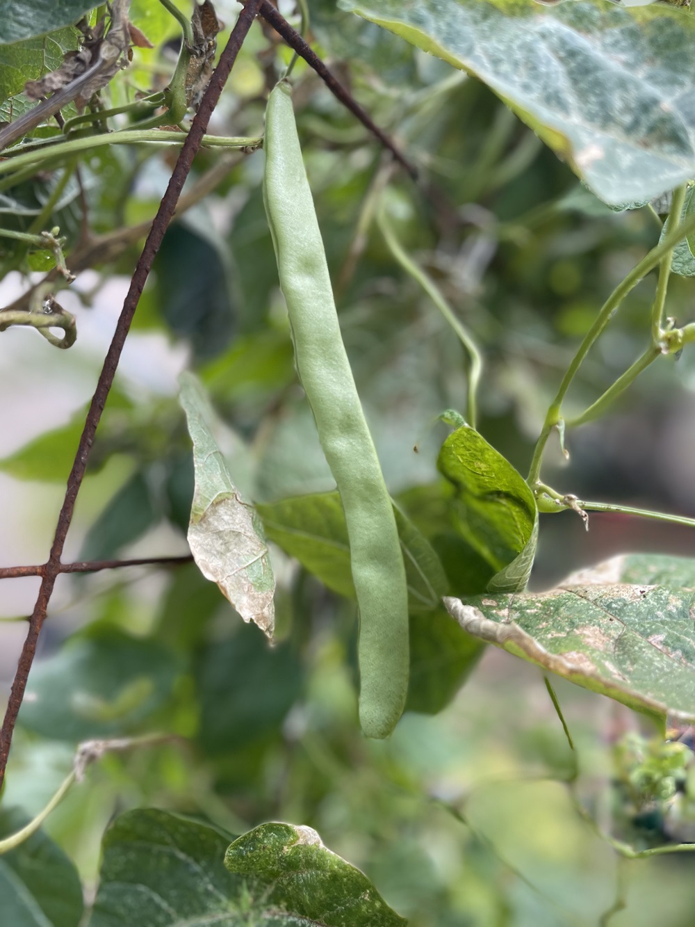 Sensory Gardens: Engaging All Five Senses - Adventures in Botany