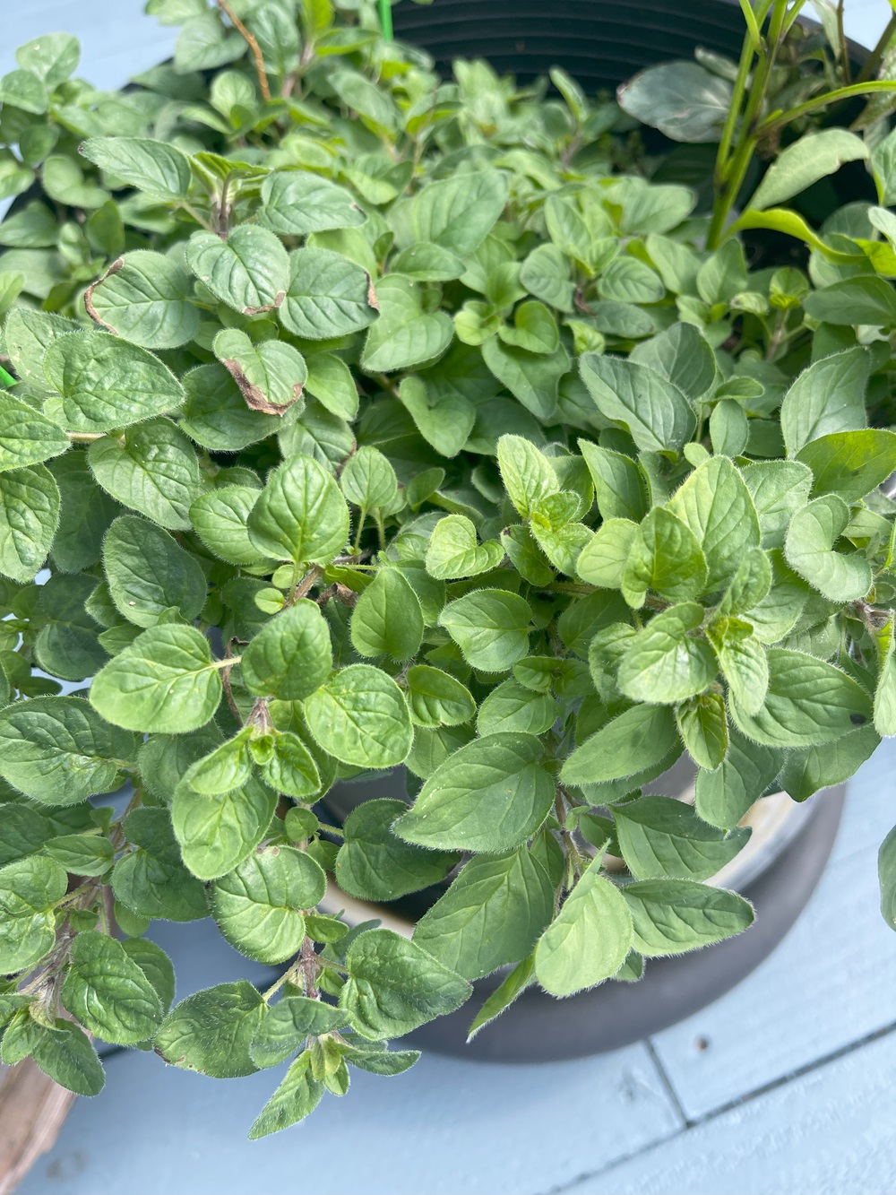 Guide to Growing Herbs at Home - Adventures in Botany