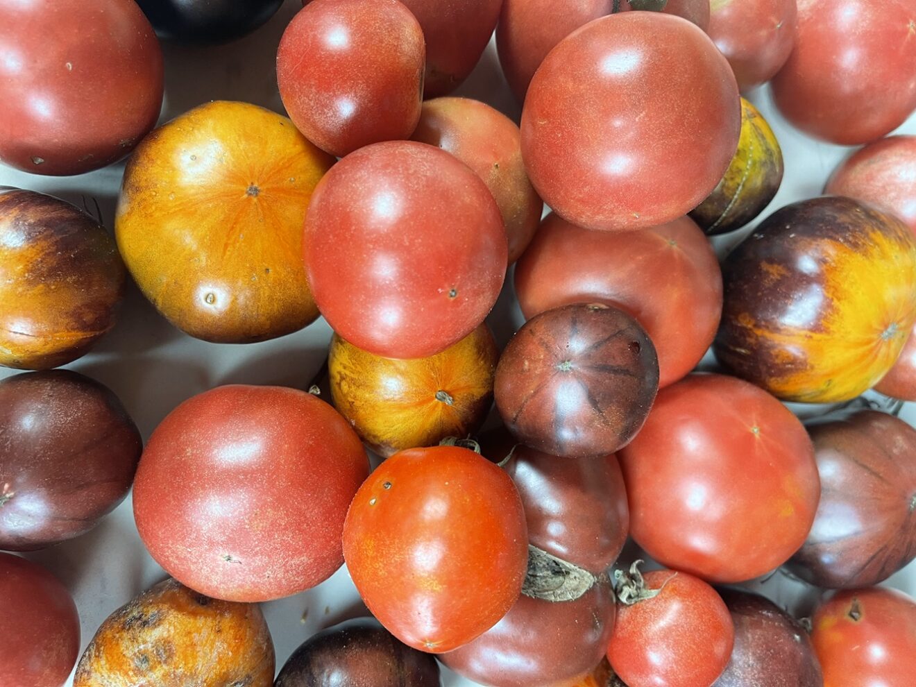 Growing Your Own Food: A Beginner’s Guide
