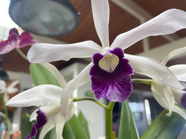 How to Get Your Orchid to Bloom Again – Tips for Reblooming
