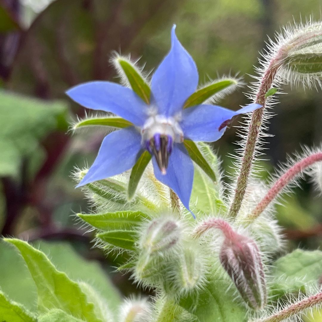 Sensory Gardens: Engaging All Five Senses - Adventures in Botany