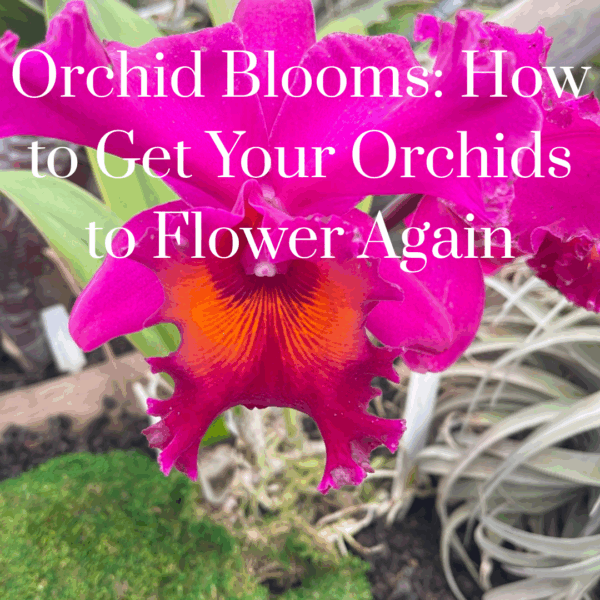 How to Get Your Orchid to Bloom Again – Tips for Reblooming