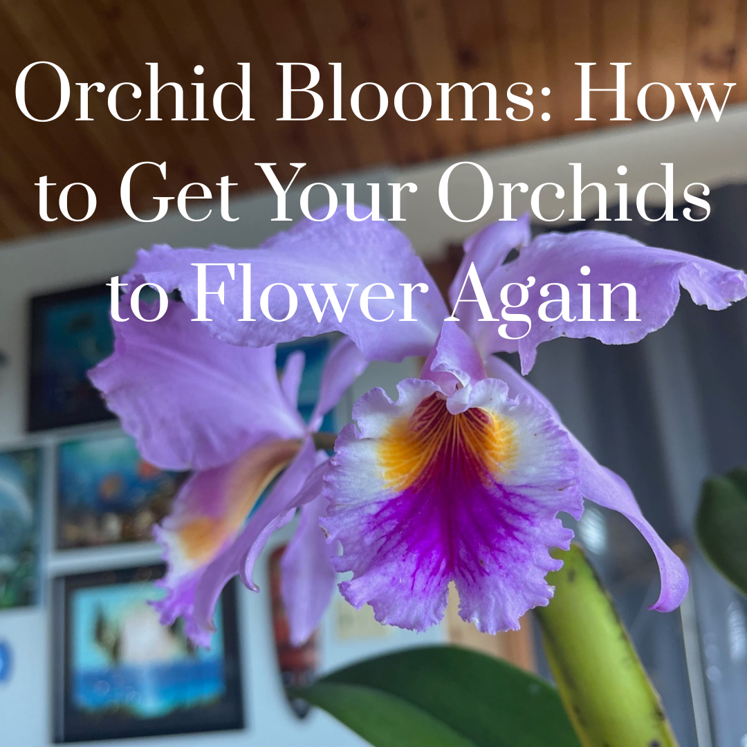 How to Get Your Orchid to Bloom Again – Tips for Reblooming