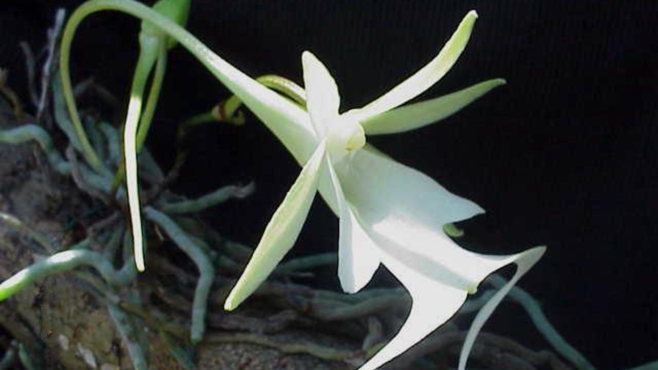 Rare and Unusual Orchids: A Look at a Few Fascinating Species