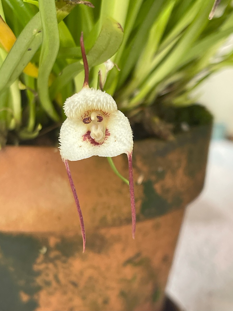 Rare and Unusual Orchids: A Look at a Few Fascinating Species