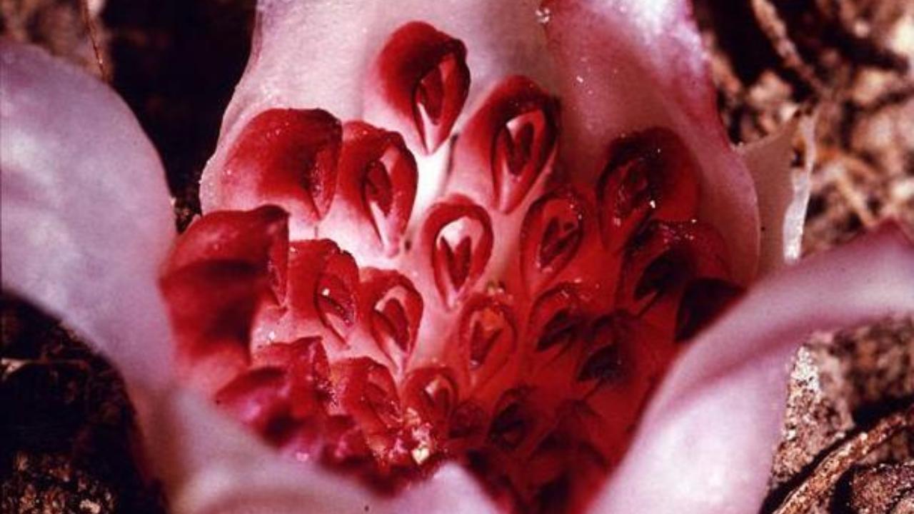 Rare and Unusual Orchids: A Look at a Few Fascinating Species