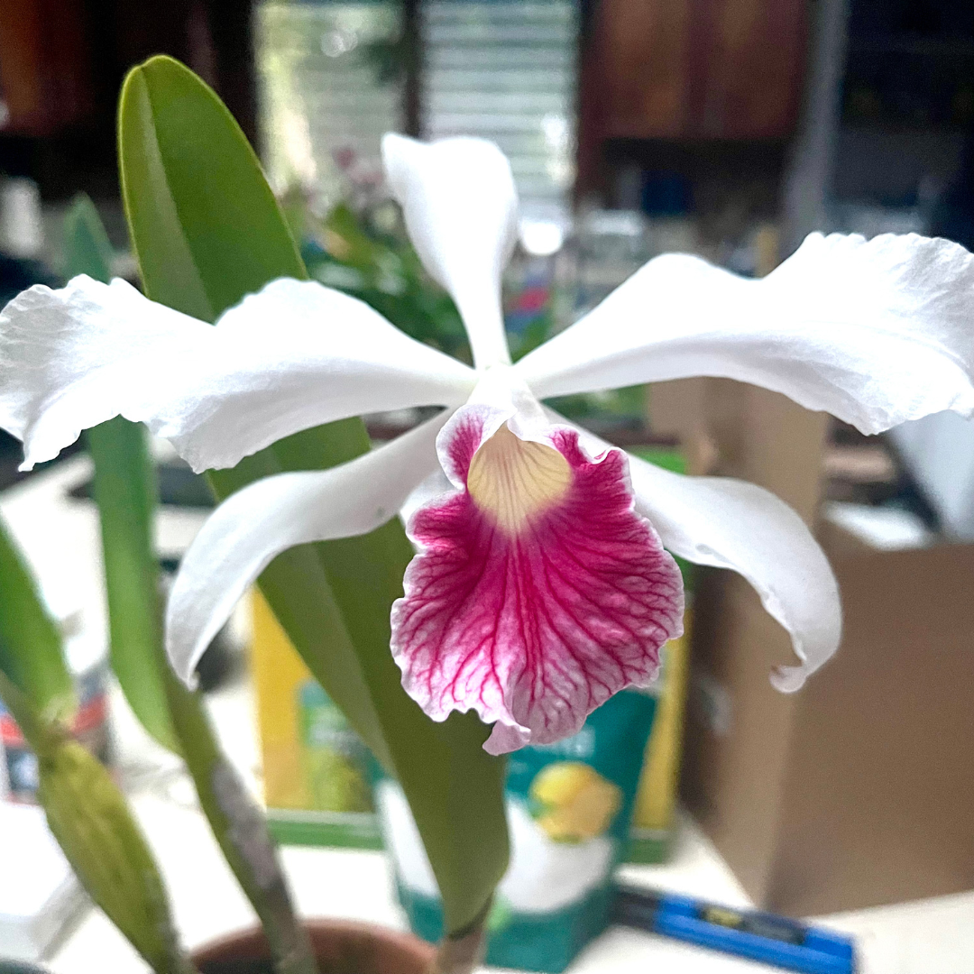 The Most Fragrant Orchids You Can Grow