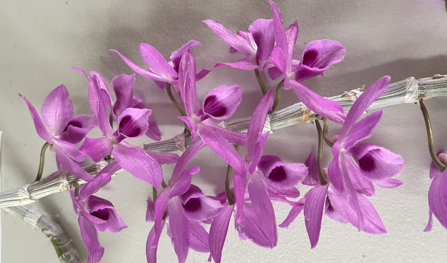 The Most Fragrant Orchids You Can Grow